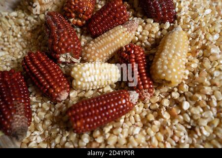 Corn having just been harvested in a rural area of Cebu, Philippines ...