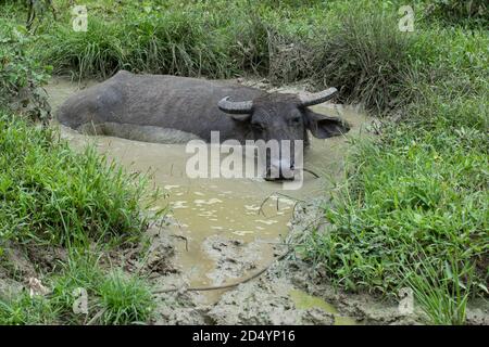 A Carabao in a rural area of Cebu, Philippines. Carabao's are an ...