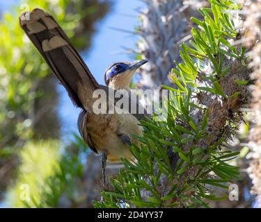 Red-capped coua, endemic bird of Madagascar Stock Photo - Alamy