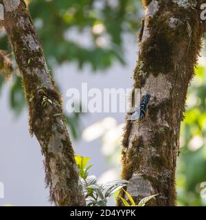 Beautiful Nuthatch (Sitta formosa) foraging on a moss covered tree in ...