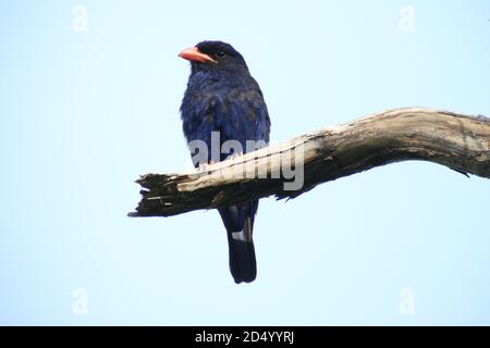 Azure dollarbird (Eurystomus azureus), endemic to the Maluku Islands ...