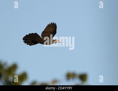 Sula Cuckoo-Dove (Turacoena sulaensis), in flight, Indonesia, Maluku ...
