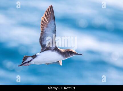 Endemic Fluttering Shearwater (Puffinus gavia) off the coast of New ...
