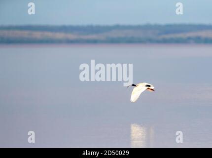 Malagasy Sacred Ibis (Threskiornis bernieri), Aldabra, Seychelles Stock ...