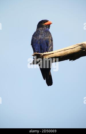 Azure dollarbird (Eurystomus azureus), endemic to the Maluku Islands ...