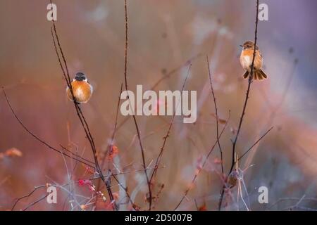 Birds resting on a tree. Winter is just round the corner Stock Photo ...