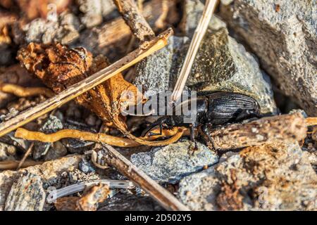 Scyphophorus acupunctatus Agave Black Nosed Weevil Which Destroys the ...