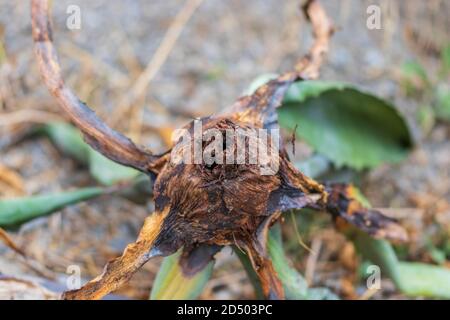 Scyphophorus acupunctatus Agave Black Nosed Weevil Which Destroys the ...