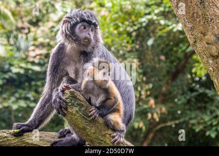 Female Javan Lutung (Trachypithecus auratus) seen in profile Stock ...