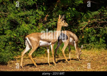 The mountain gazelle or the Palestine mountain gazelle (Gazella gazella ...