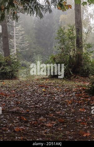 large pine trees forested park on a thick foggy morning Stock Photo - Alamy