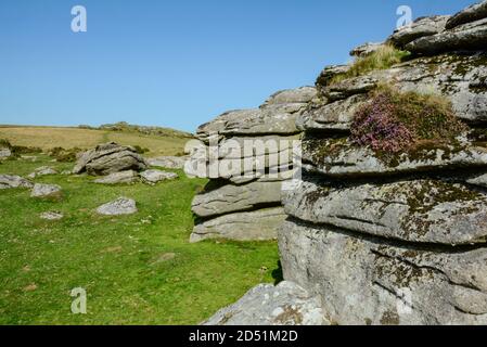 Frenchbeer Rock on Chagford Common, Dartmoor Stock Photo - Alamy
