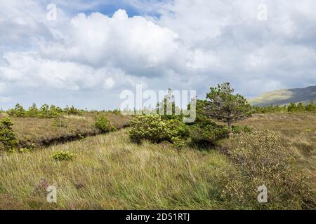 Dramatic scenery along western way walk at Tawnyard, County Mayo ...
