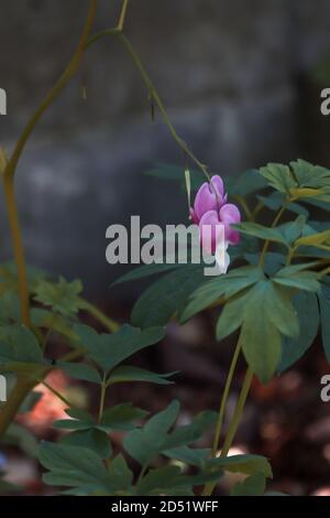 A vertical shot of a colorful rose with green leaves isolated on a dark ...