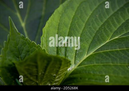 small green bugs on green hydrangea leaves Stock Photo - Alamy