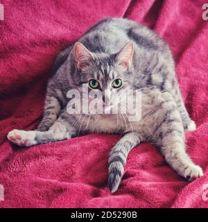 A young gray cat with a humorous pose on a green studio backdrop Stock ...