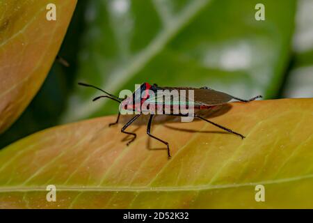 Sphictyrtus True Bug walking on a Green Leaf (Percevejo Sphictyrtus ...
