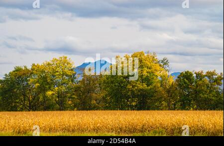 Corn ready for harvest in Vermont Stock Photo - Alamy