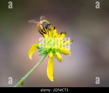 Insect photography, macro images of bees Stock Photo - Alamy