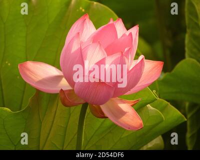 Blooming lotus under the sunlight Stock Photo - Alamy