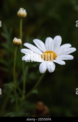 daisy covered with morning dew. Flower in thick morning fog Stock Photo ...