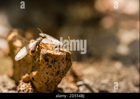 Winged reproductive termite Stock Photo - Alamy