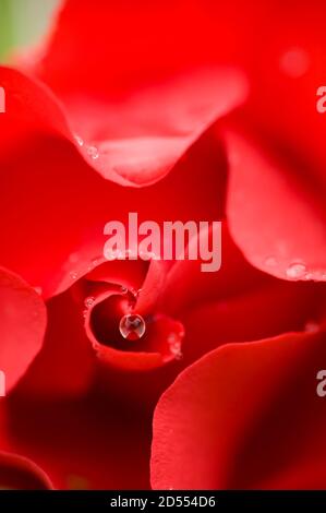 Dew drop hanging from rose petal Stock Photo - Alamy