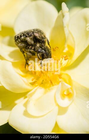 Mating coleopteron insects on yellow rose Stock Photo - Alamy