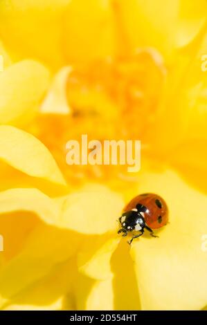 Ladybug on Yellow Rose Stock Photo - Alamy