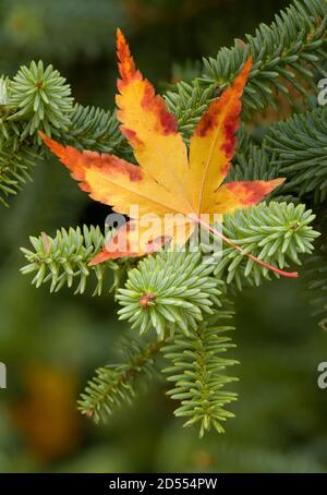 Green live maple leaf on the lumen.g Stock Photo - Alamy