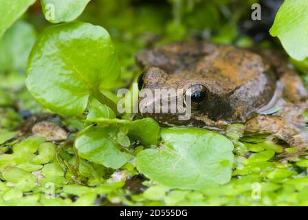 Italian Agile Frog (Rana latastei) leucistic tadpole, underwater, Pavia ...