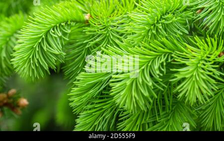 Growing young fir tree in a spring time Stock Photo - Alamy