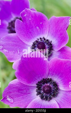 Purple wild paeon flowers on green grass Stock Photo - Alamy