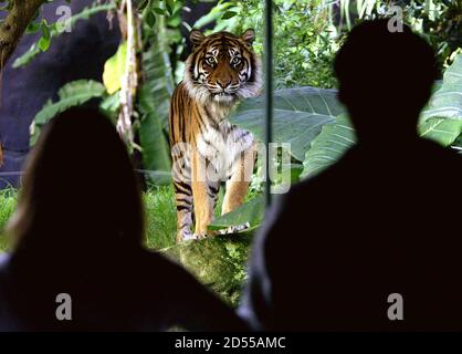 Australia, Sydney, Taronga Zoo. Sumatran tigers behind glass Stock ...