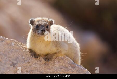Rock Hyrax standing still on the ground (Procavia capensis). Selective ...