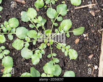 American Winter-cress, Barbarea verna, American Land Cress, salad plant ...