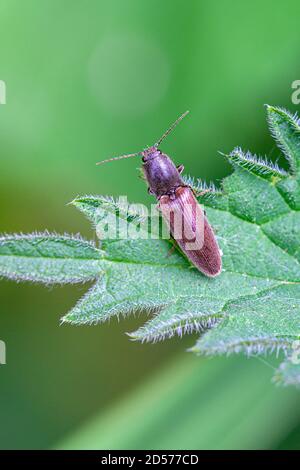 Violet Click Beetle Athous bicolor Stock Photo - Alamy