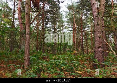 Autumn in the Pine Woodland at Sandringham, Norfolk Stock Photo - Alamy