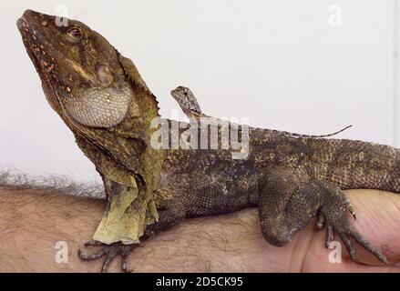 Baby Animals live in Sydney, Suze DeMarchi Stock Photo - Alamy