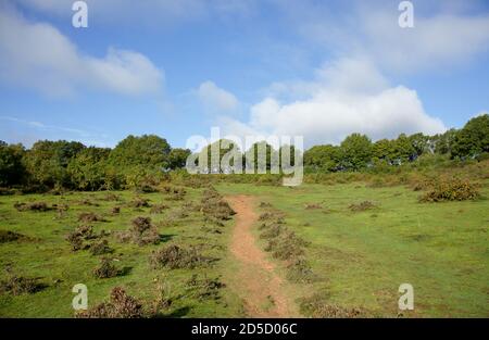 Heathland on Kinver edge, Staffordshire, England, UK Stock Photo - Alamy