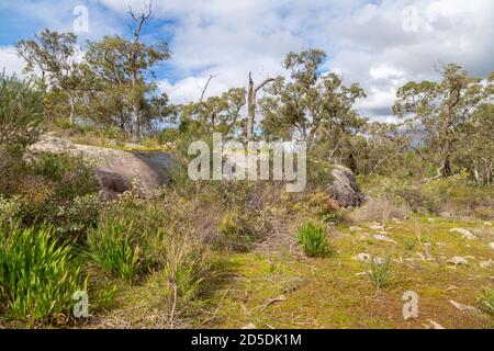 Landscape in the John Forrest National Park, Perth, Western Australia ...
