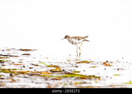 Spotted Sandpiper Actitis macularius) Winter plumage., George Town ...