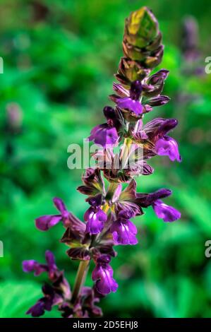 Salvia Cv. Indigo Spires; Lamiaceae; Hybrid Grass (salvia Longispicata 