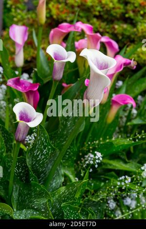 Calla Lilies in the Garden Stock Photo - Alamy