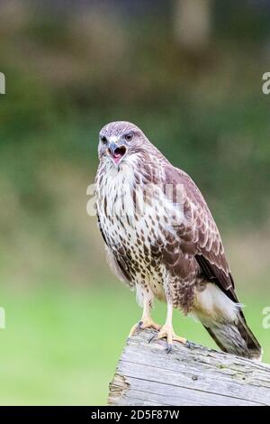 Common buzzard in autumn in mid Wales Stock Photo - Alamy