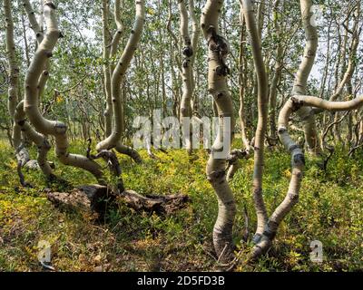 Twisted aspen trunks near Crane Lake, Grand Mesa, Colorado Stock Photo ...