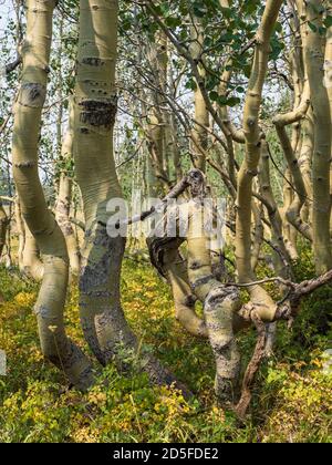 Twisted aspen trunks near Crane Lake, Grand Mesa, Colorado Stock Photo ...