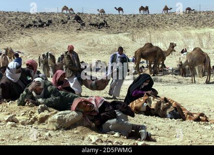 Bedouins men and their camels in the Sinai desert, Egypt, Asia Stock Photo - Alamy