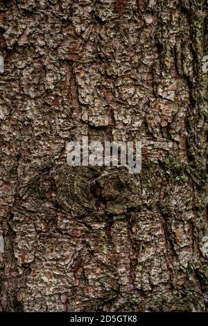 spruce fir bark softwood tree texture background in mixed forest Stock ...