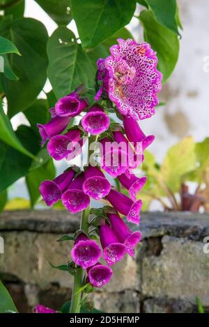 Foxglove mutant - Digitalis purpurea, showing mutation at tip of plant ...